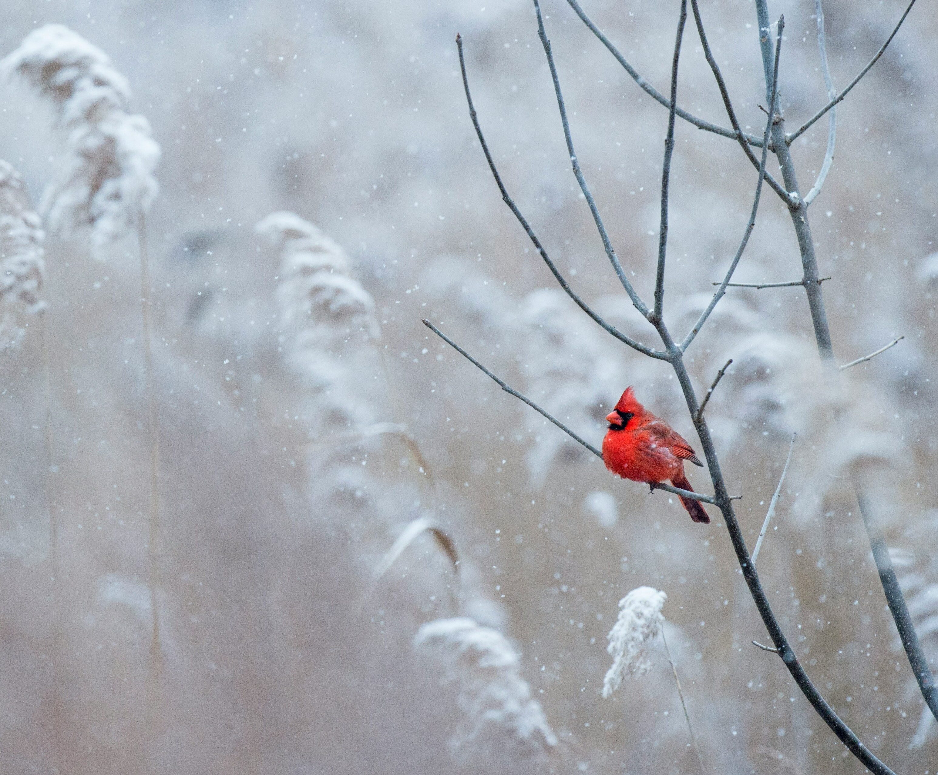 The Story of Your Voice